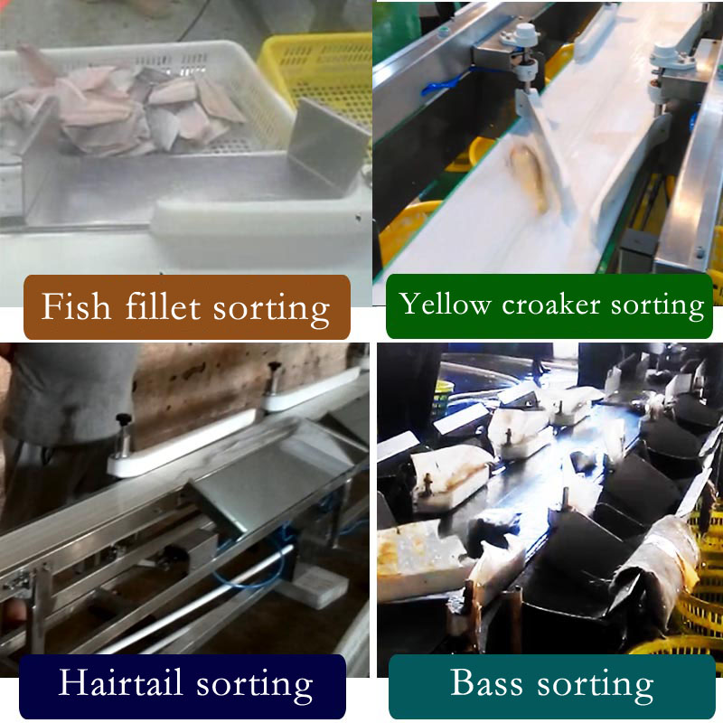 Fish weight sorting machine solution - Dahang