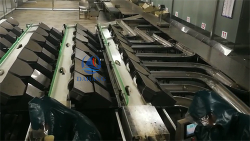 Fish automatic grading according to weight - Dahang