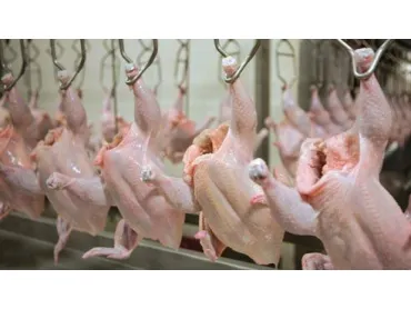 White striped duck sorter _ bagged duck sorting scale _ frozen duck ...