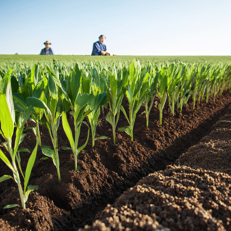 Why Choose High Nitrogen Fertilizers? Maximizing Crop Yields with ...