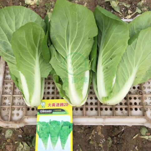 The Simple Facts Beginners Need for Growing Cabbage From Seed