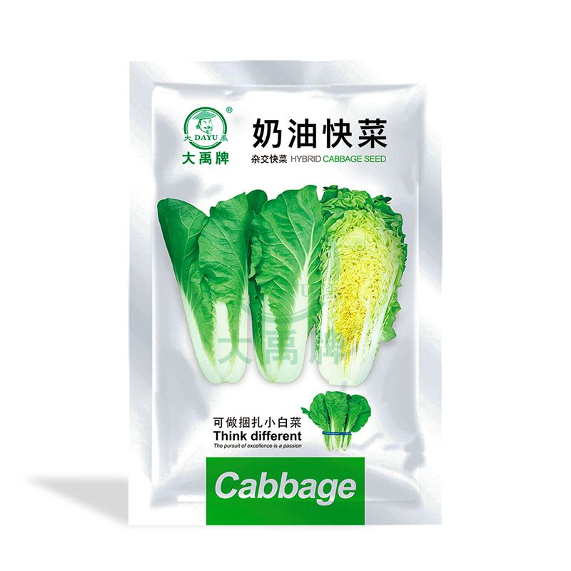 Early maturity cream fast growing cabbage