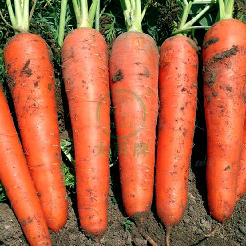 Medium and early maturing high three rate carrot