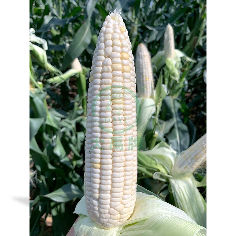 White Sweet Waxy Fresh Corn Seed Varieties - Direct Supply From Suppliers