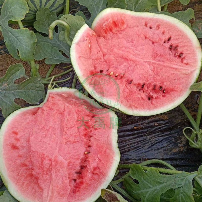 Tall and round Medium and early maturing watermelon, Sweet King ...