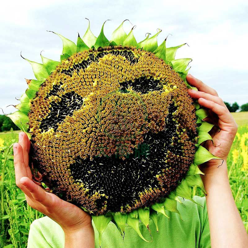 Early maturity new three-line hybrid oil sunflower