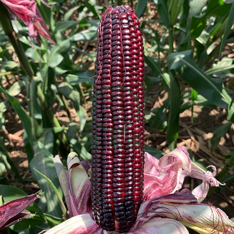 Black and Red sweet waxy corn seed varieties - Direct supply from suppliers