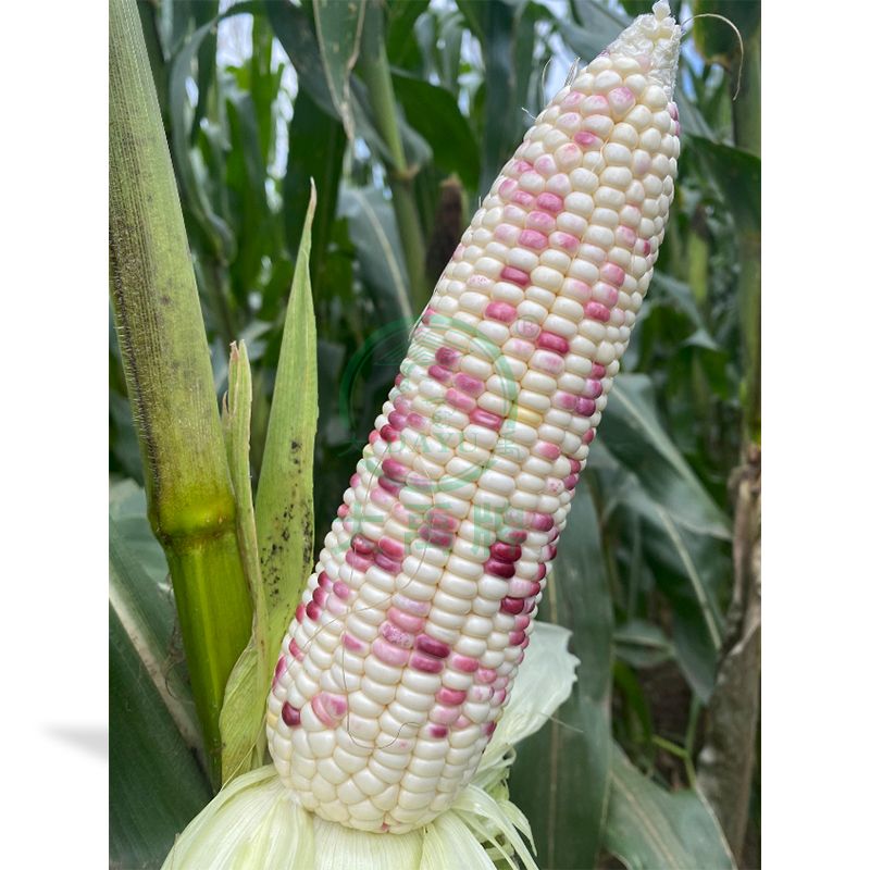 Color Sweet Waxy Corn Seed Varieties - Direct Supply From Suppliers