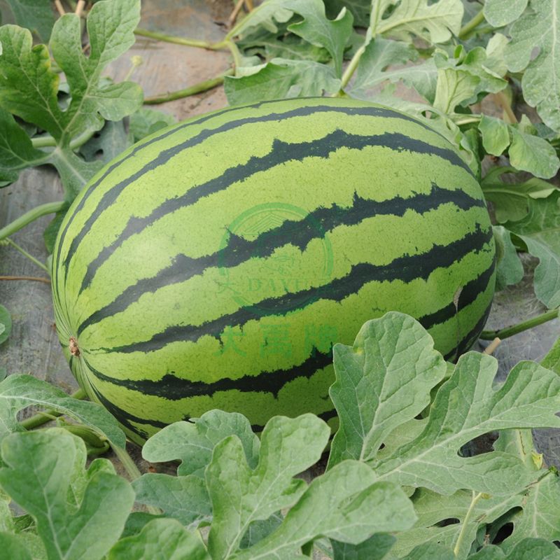 Medium mature large fruit watermelon