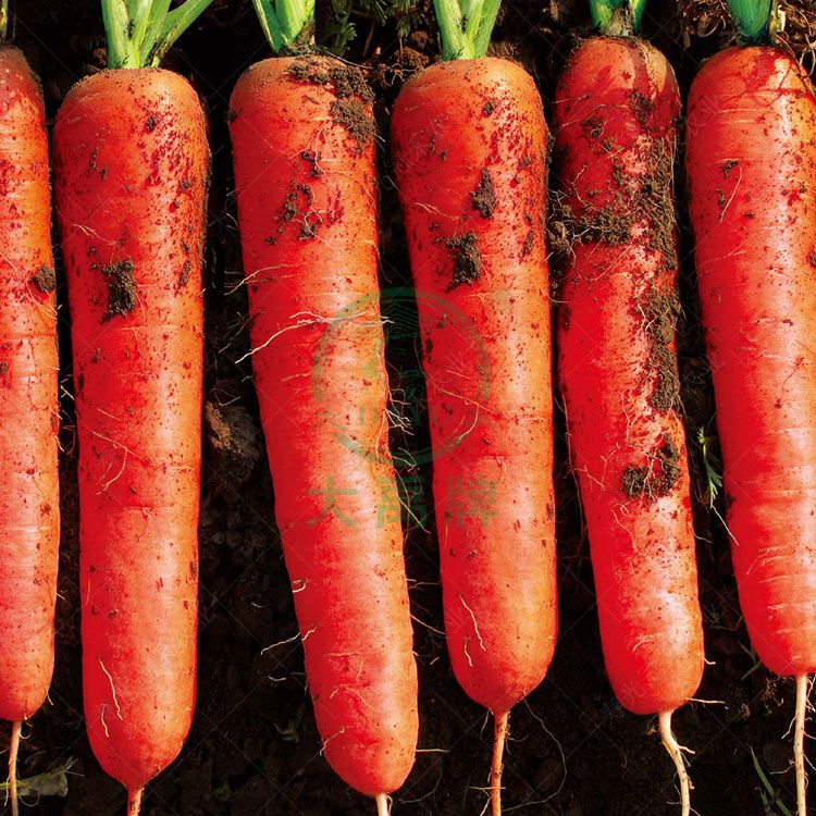 Hong Sheng 8 Inches Ginseng Carrot