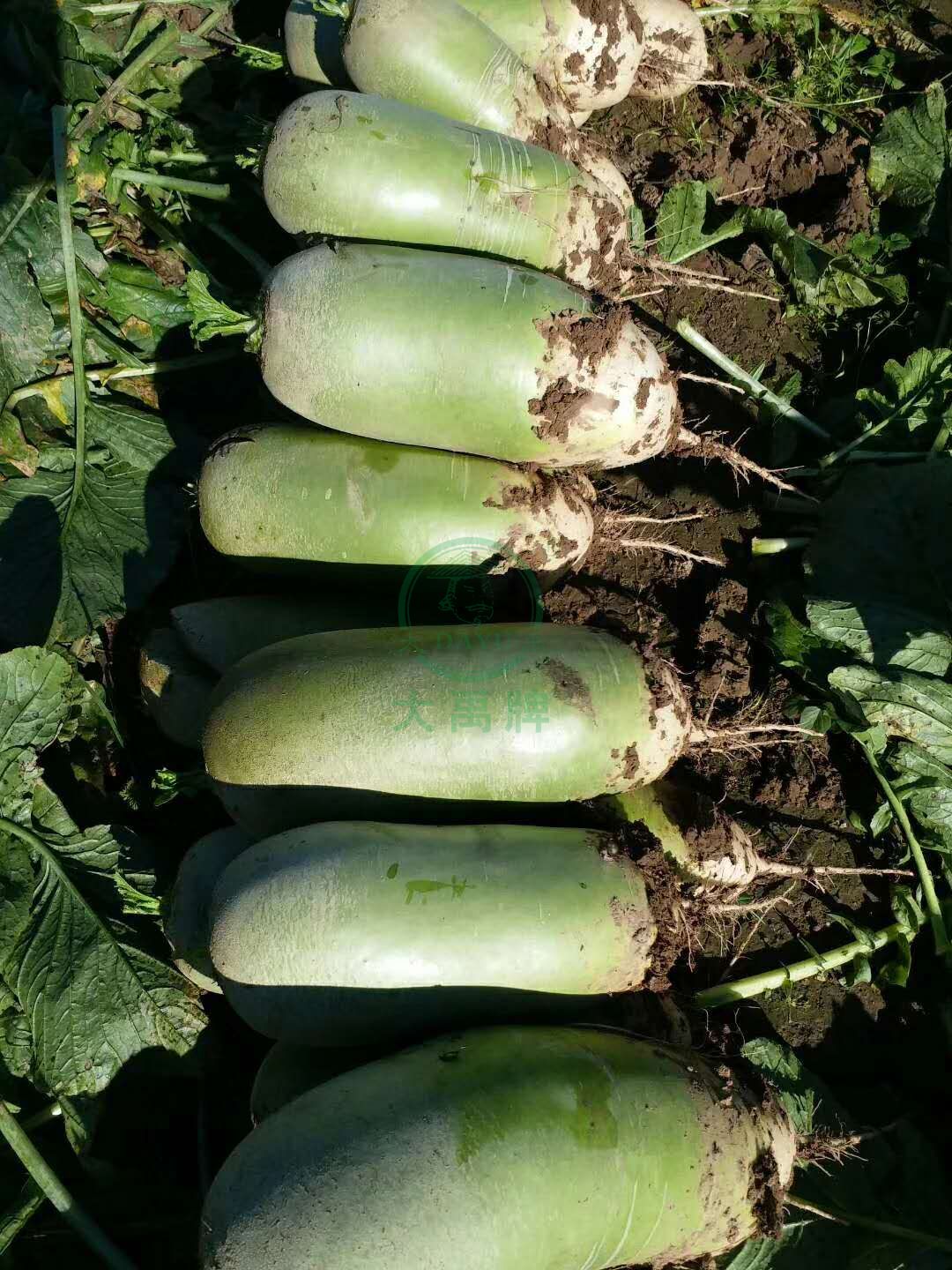 Erect Plant Type Green Radish Varieties - Bulk Radish Seeds