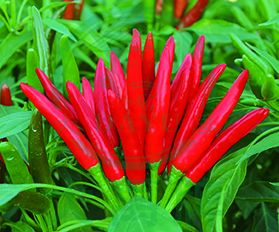 large strong spicy taste red cluster pepper