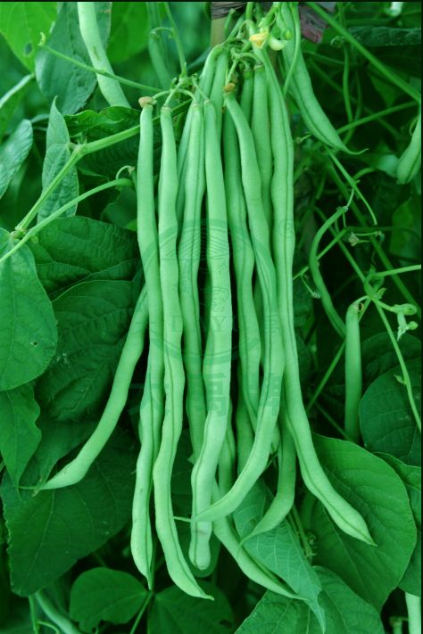 Medium maturity creeping species type bean