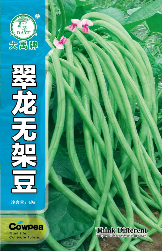 Erect variety cowpea with infinite podding habit