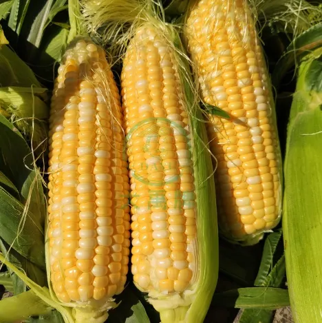 White Yellow Sweet Corn Seeds, Bi Color Sweet Corn Varieties