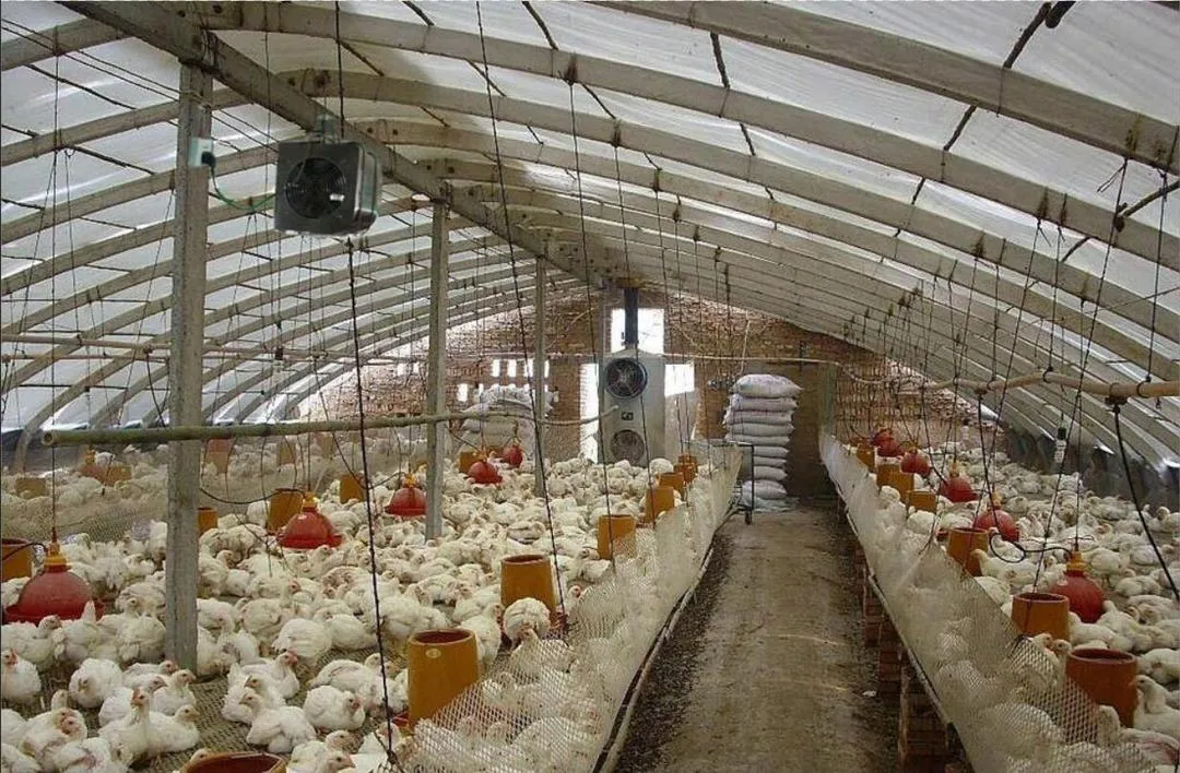 Ozone Generator for Poultry