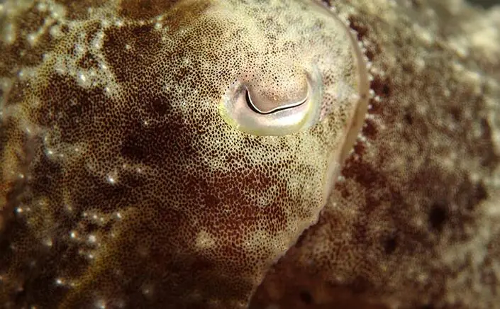 What Do Underwater Close-up Lenses Of Underwater Cameras Do?