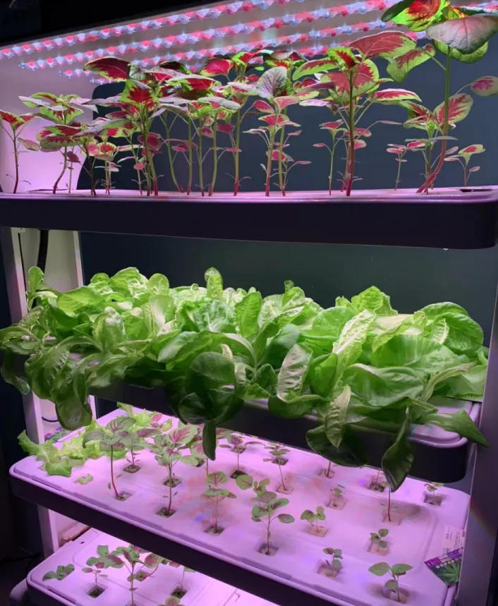 Do Full Spectrum LED Lights Work for Plants
