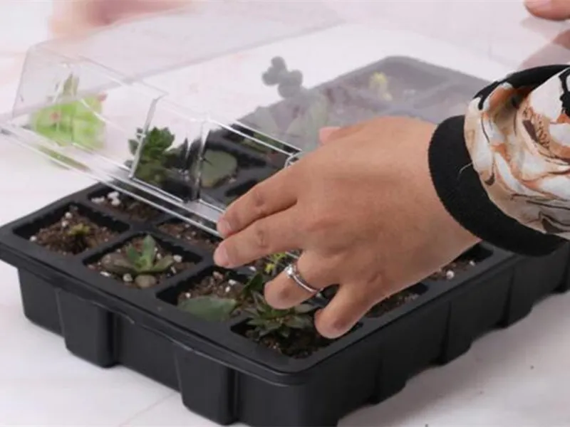 How to Start Flowers from Seed？