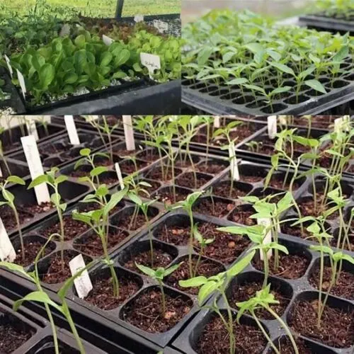 Seedling Grower Starter Kit Instructions