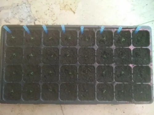 Seedling Grower Starter Kit Instructions