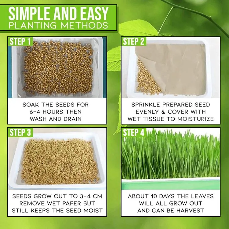 Hydroponic Basket Germination Tray