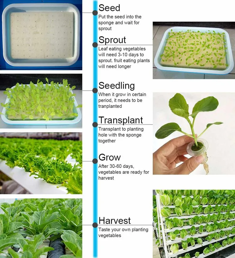 Hydroponic Basket Germination Tray