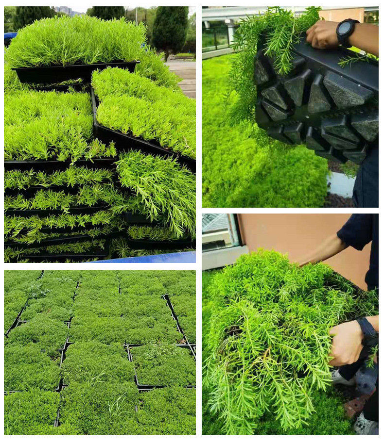 Wheatgrass Growing Tray