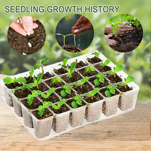 How to Plant Seeds in a Basic Seed Tray？