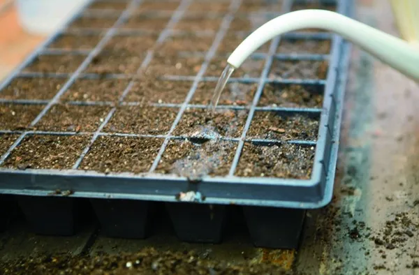 What is The Seedling Tray Watering Techniques？