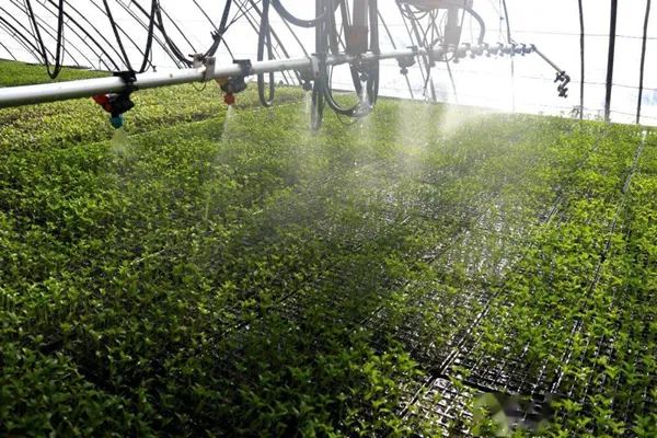 What is The Seedling Tray Watering Techniques？