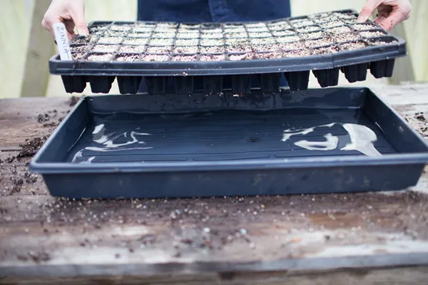 What is The Seedling Tray Watering Techniques？