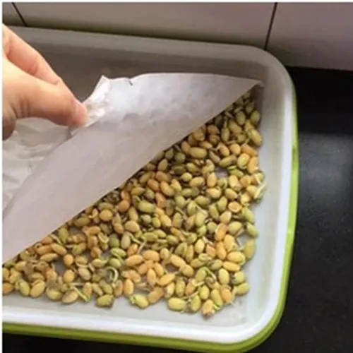 How to Sprout Seeds In A Tray: Using Seedling Trays and Sprout Trays