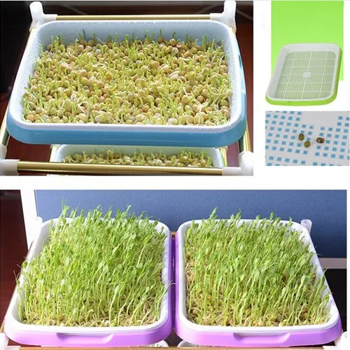 How to Sprout Seeds In A Tray: Using Seedling Trays and Sprout Trays