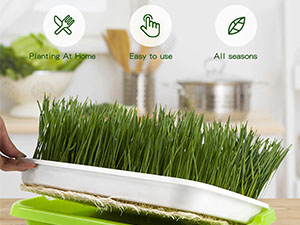 How to Sprout Seeds In A Tray: Using Seedling Trays and Sprout Trays