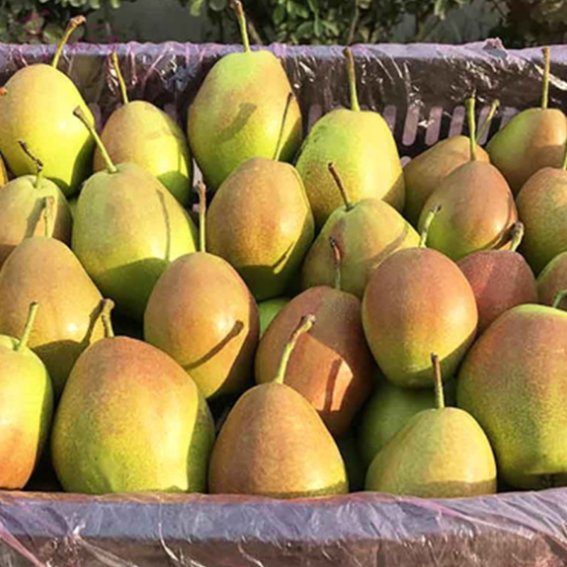 Red Fragrant Pear,Chinese Fresh Pears