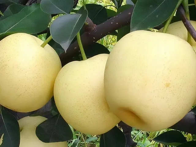 Crown Pear, Snow Pear Wholesale