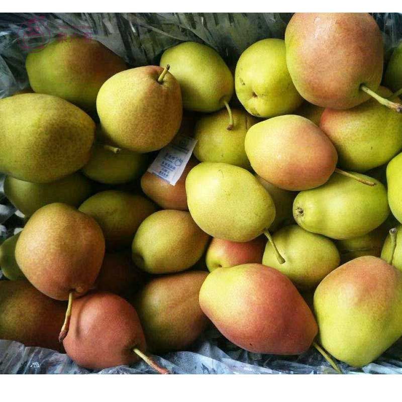 New Fragrant Pear,New Fragrant Pear,Chinese Fresh Pears
