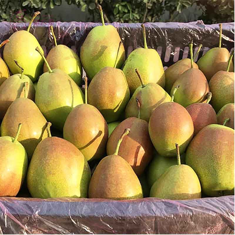 New Fragrant Pear,New Fragrant Pear,Chinese Fresh Pears