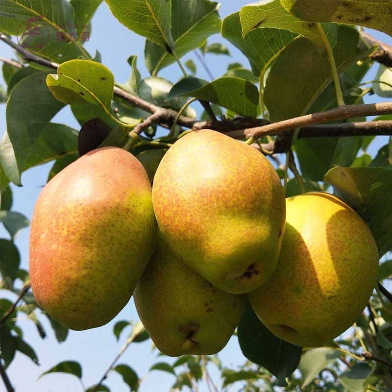 New Fragrant Pear,New Fragrant Pear,Chinese Fresh Pears