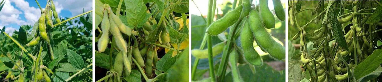 Bentazone 360g/L + Acifluorfen 80g/L 440 g/L AS