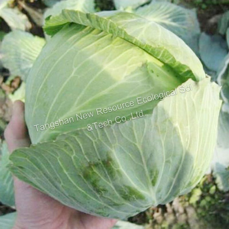 Fresh Cabbage