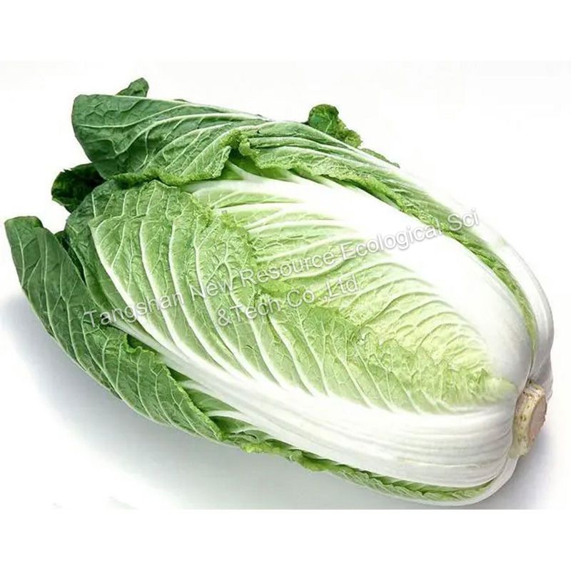Fresh Chinese Cabbage