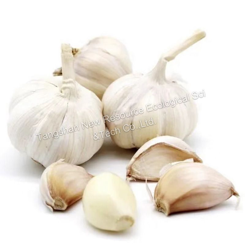 Fresh Garlic