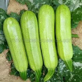 Summer Squash Seeds China Supplier