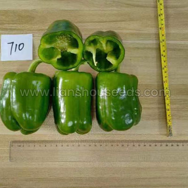 P1703 Green Sweet Blocky Pepper for Open Field