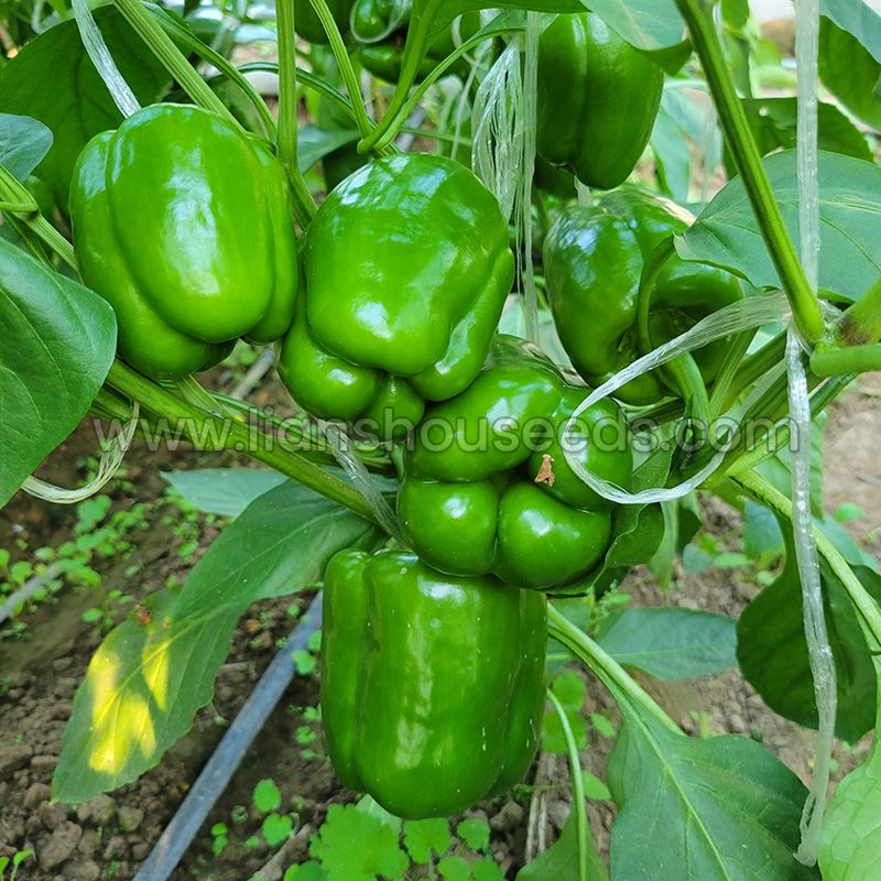 Top 10 Pepper Producing Countries In The World