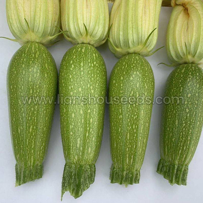 SQ2002 Lebanese Type Summer Squash Seed