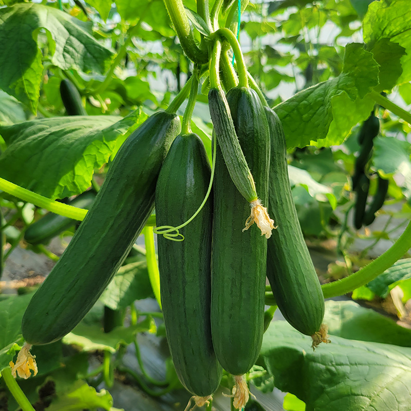 CU03 Hybrid Beit Alfa Cucumber Variety for Greenhouse