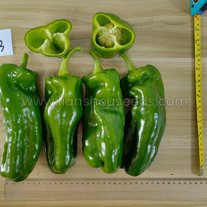 PS 103 Lamuyo Heat Tolerance Pepper Variety